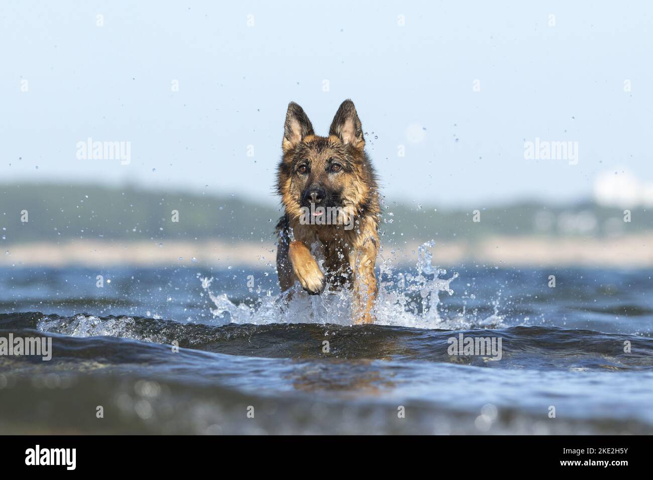 running German Shepherd Dog Stock Photo - Alamy