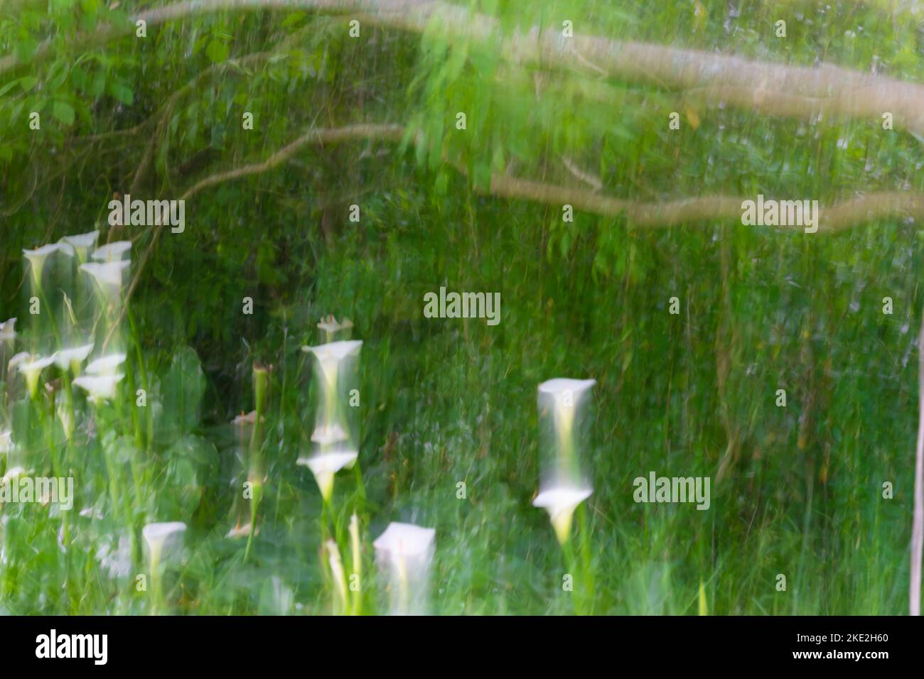 Impressionist arum lilies among long grass background in greens Stock ...