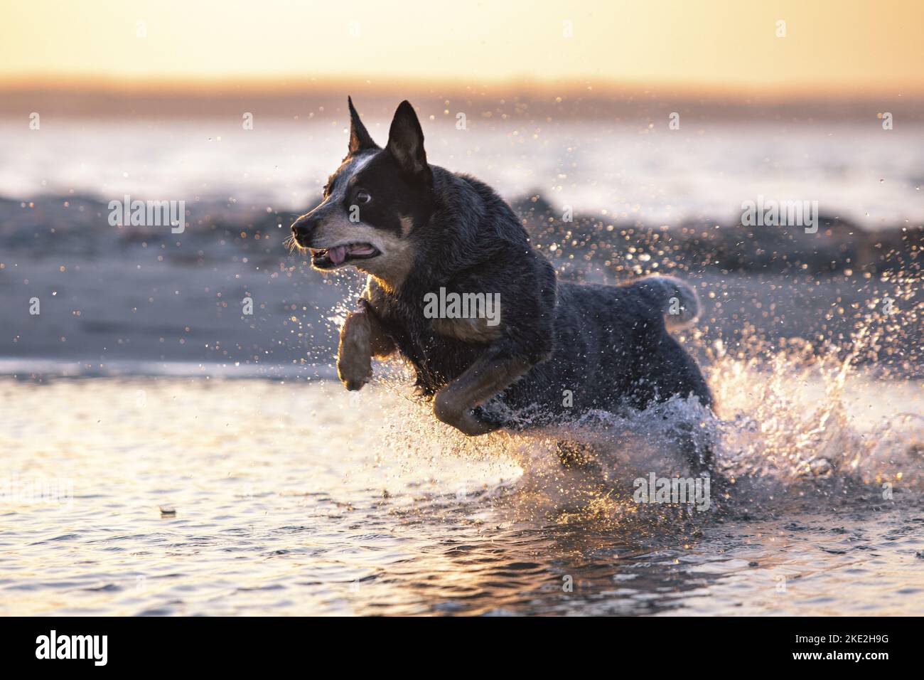 running Australian Cattle Dog Stock Photo - Alamy