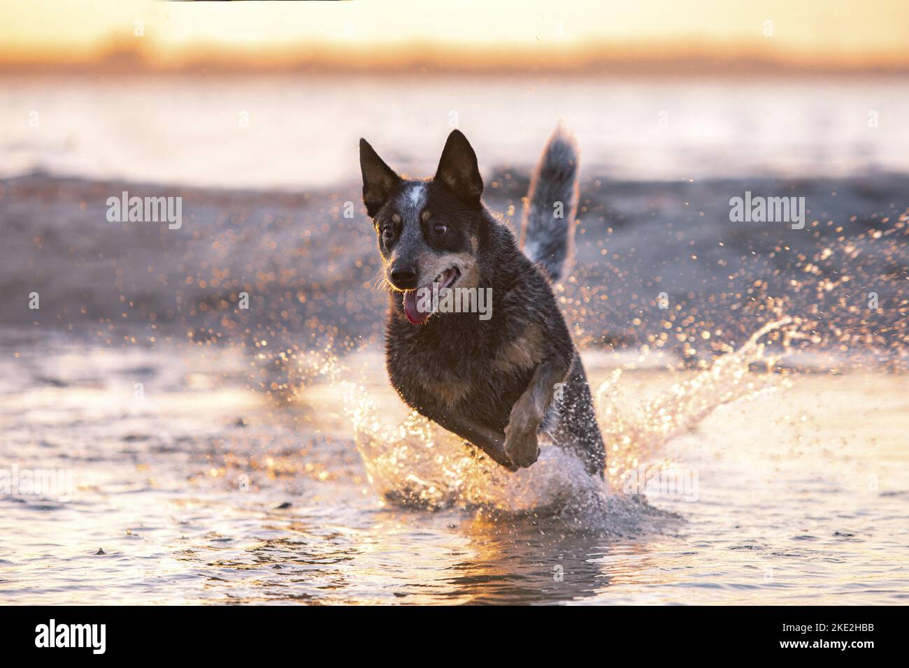 running Australian Cattle Dog Stock Photo - Alamy