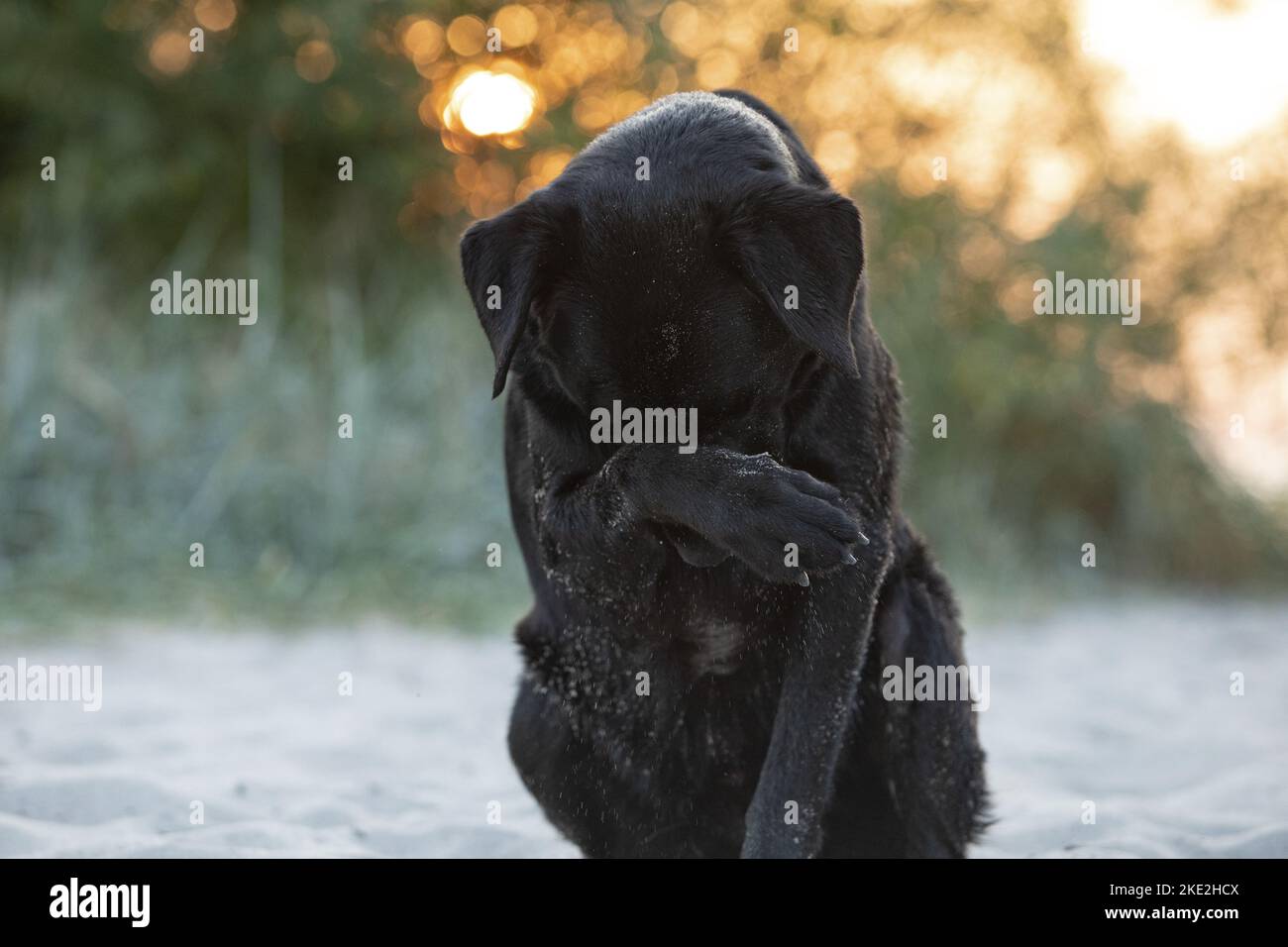 shaming Labrador Retriever Stock Photo - Alamy