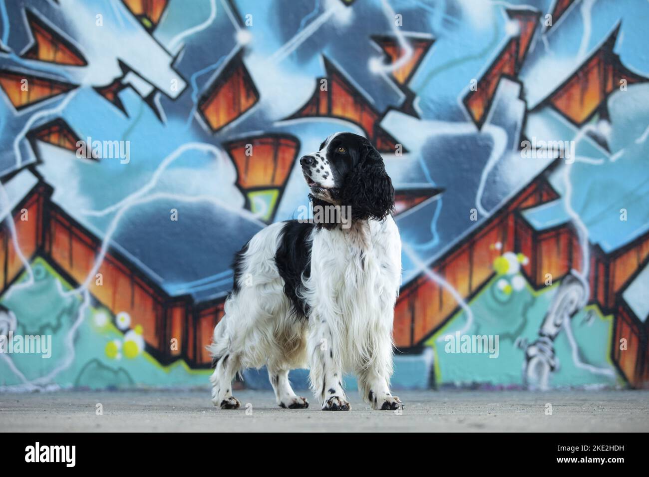 English Springer Spaniel Stock Photo - Alamy
