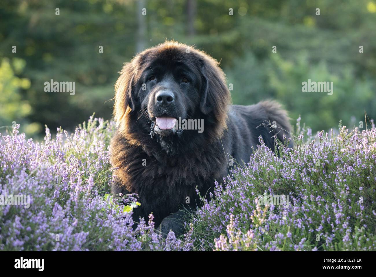 Newfoundlander mongrel hi-res stock photography and images - Alamy