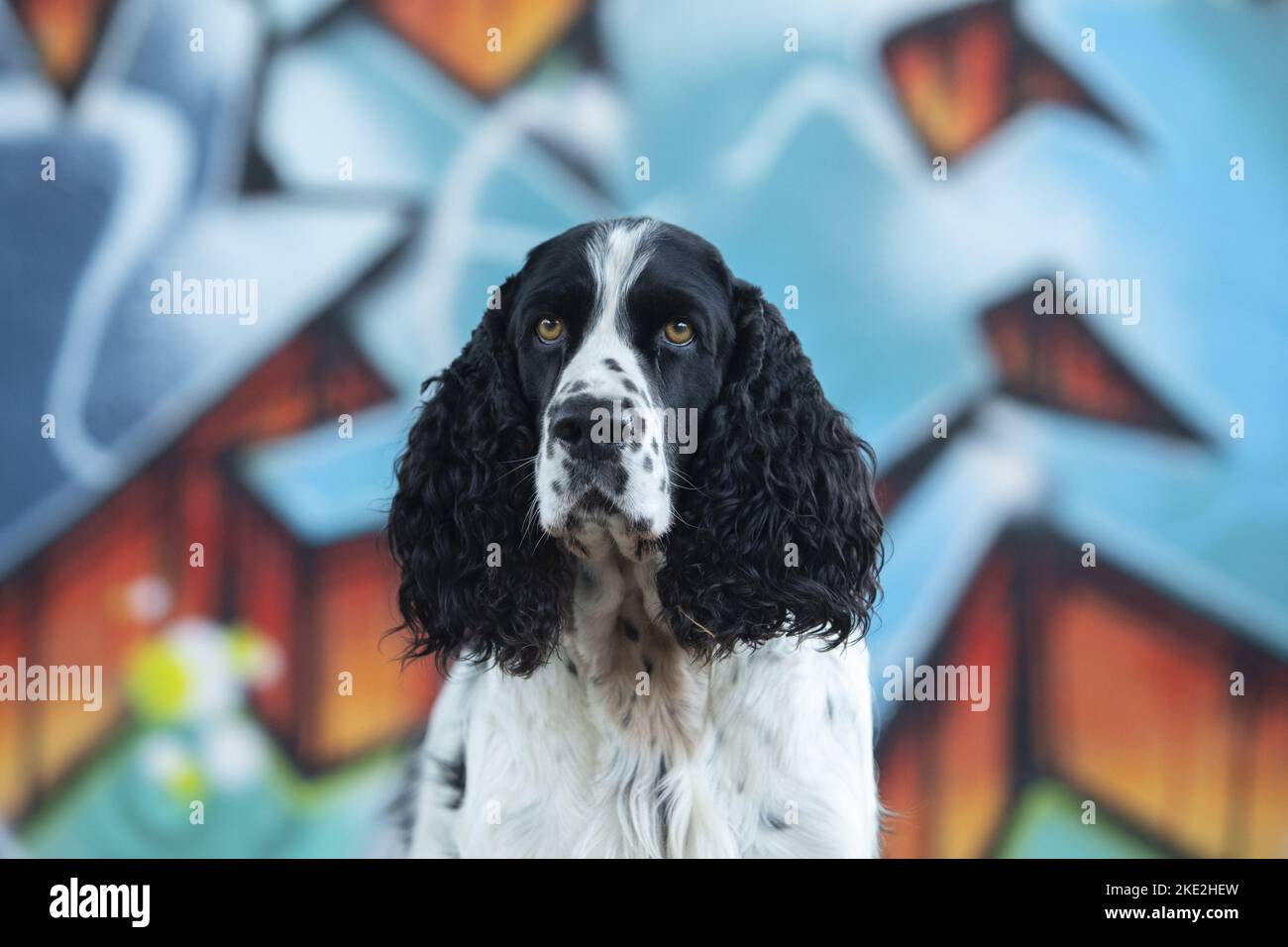 English Springer Spaniel Portrait Stock Photo - Alamy