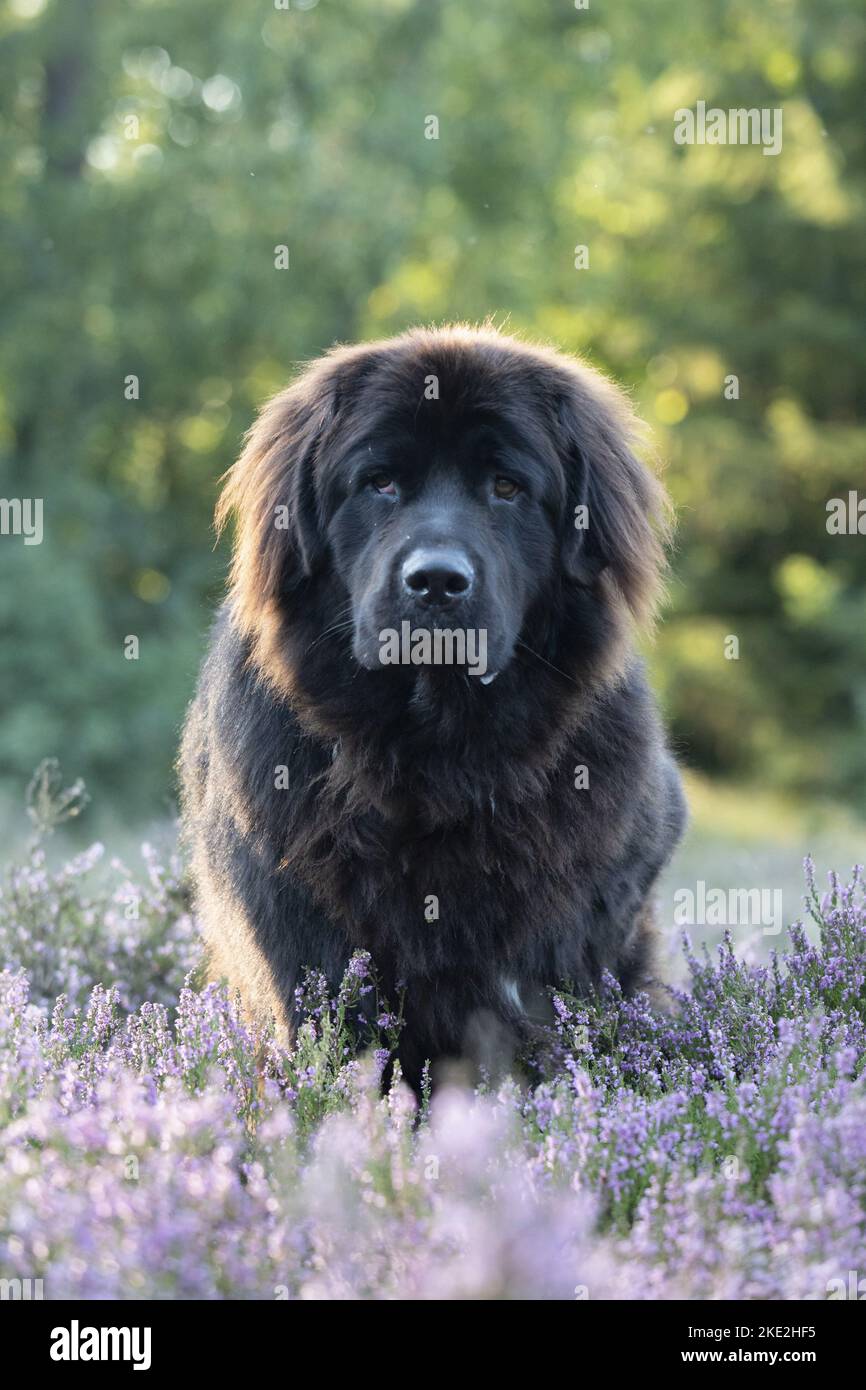 Newfoundlander mongrel hi-res stock photography and images - Alamy
