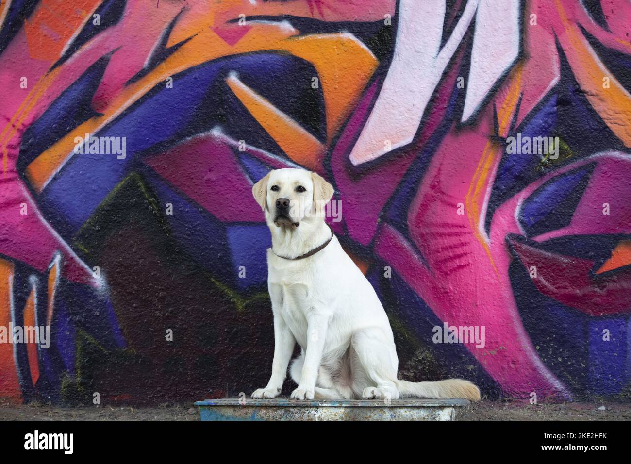 Very light colored labrador retriever hi-res stock photography and ...