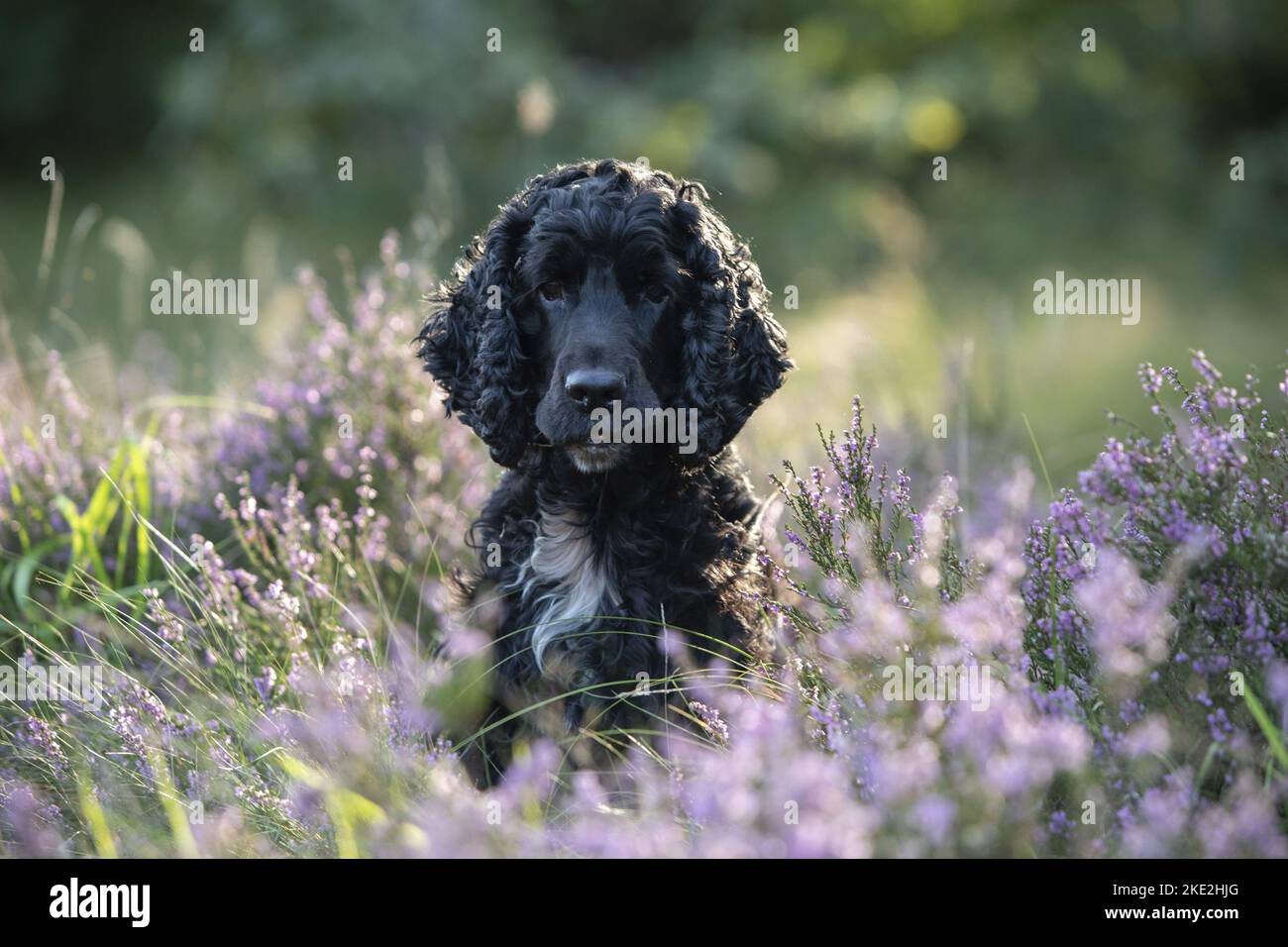 English Cocker Spaniel Portrait Stock Photo - Alamy