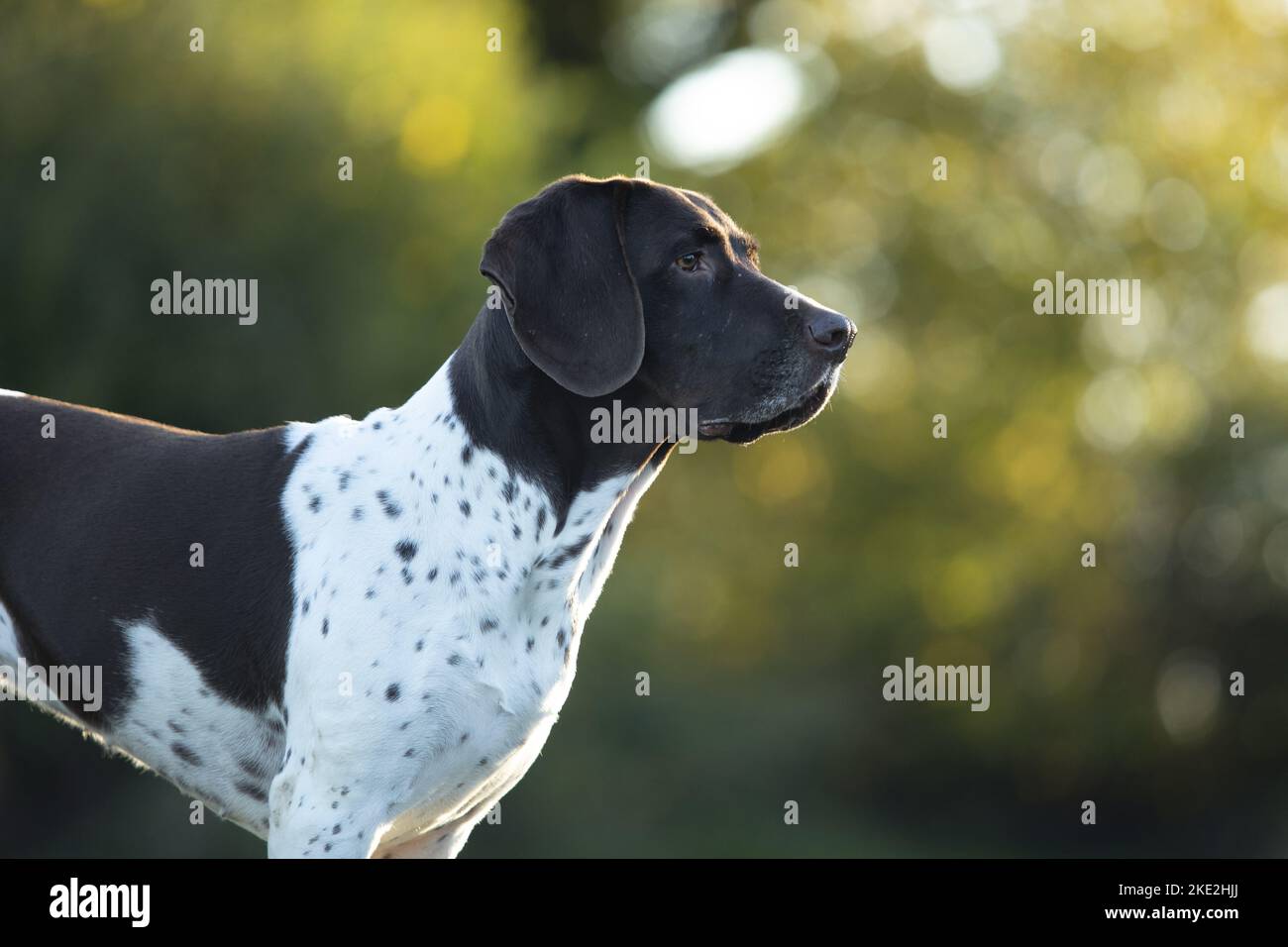 Old Danish Pointer Portrait Stock Photo - Alamy