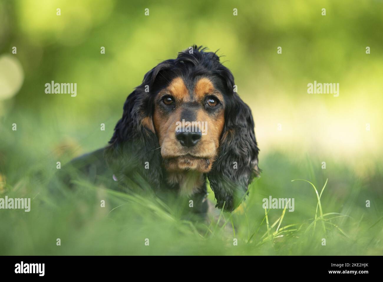 English Cocker Spaniel Portrait Stock Photo - Alamy