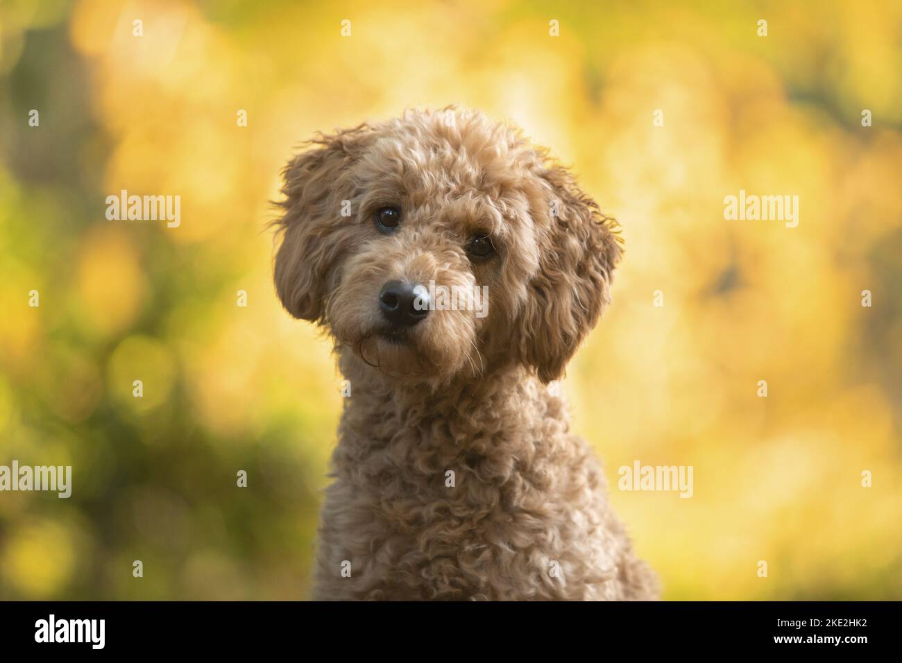 Apricot labradoodle hi-res stock photography and images - Alamy