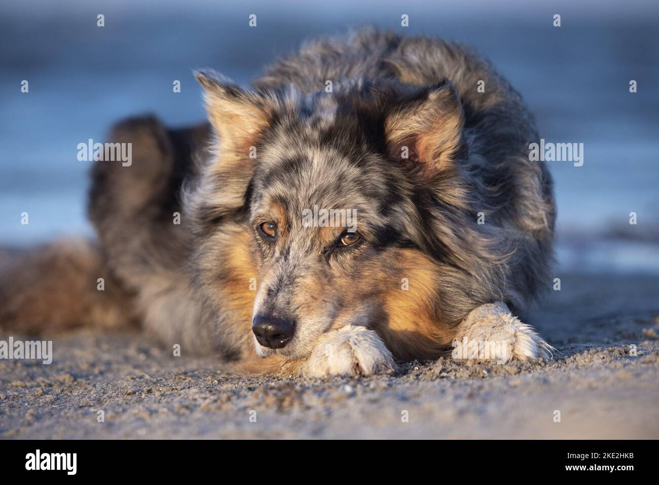 adult Australian Shepherd Stock Photo - Alamy