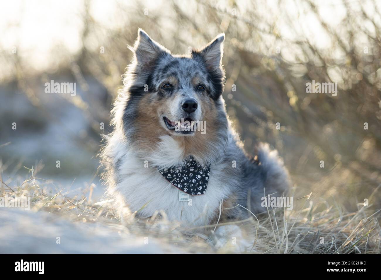 adult Australian Shepherd Stock Photo - Alamy