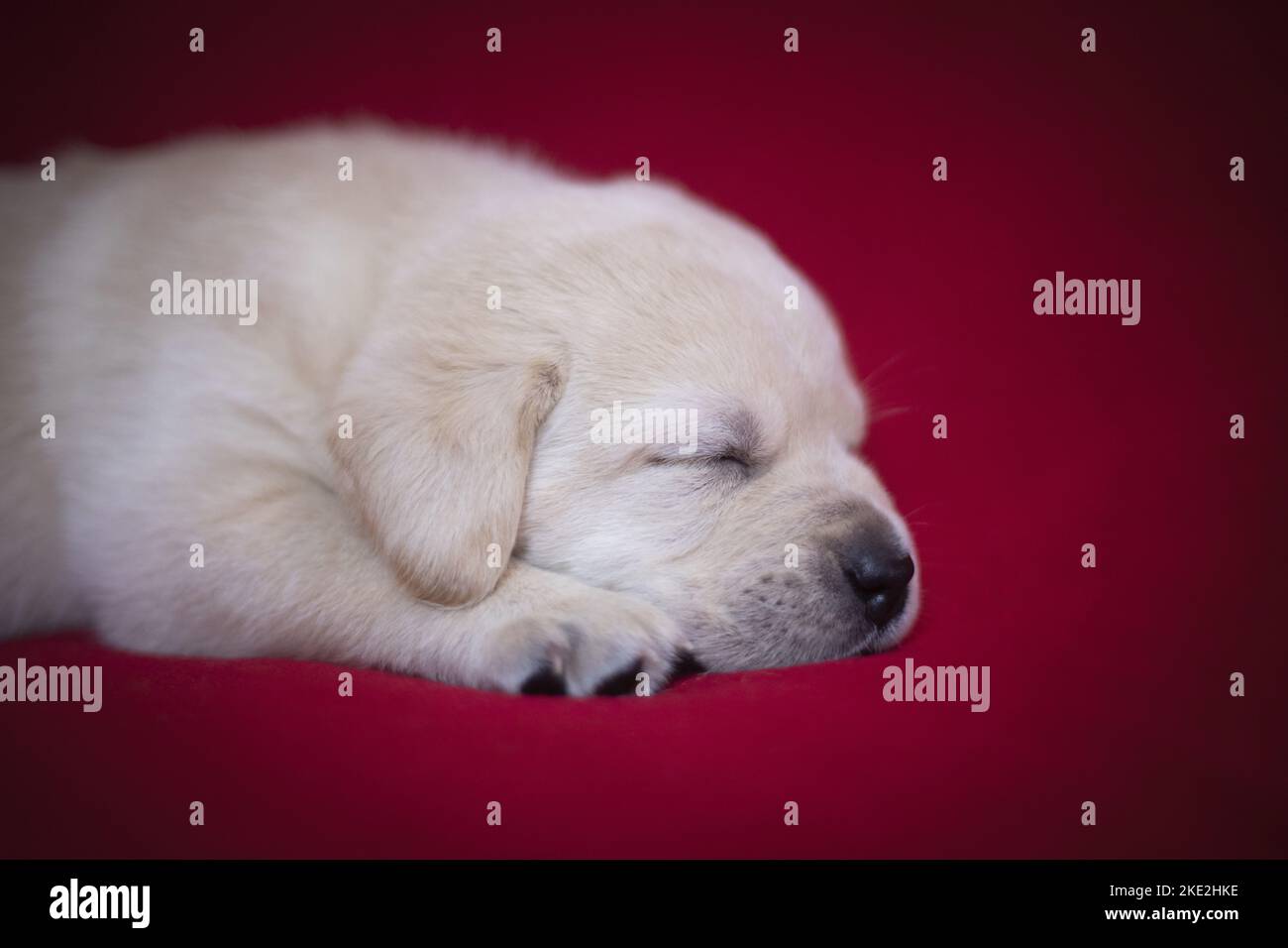 Labrador Retrievern Puppy Stock Photo - Alamy