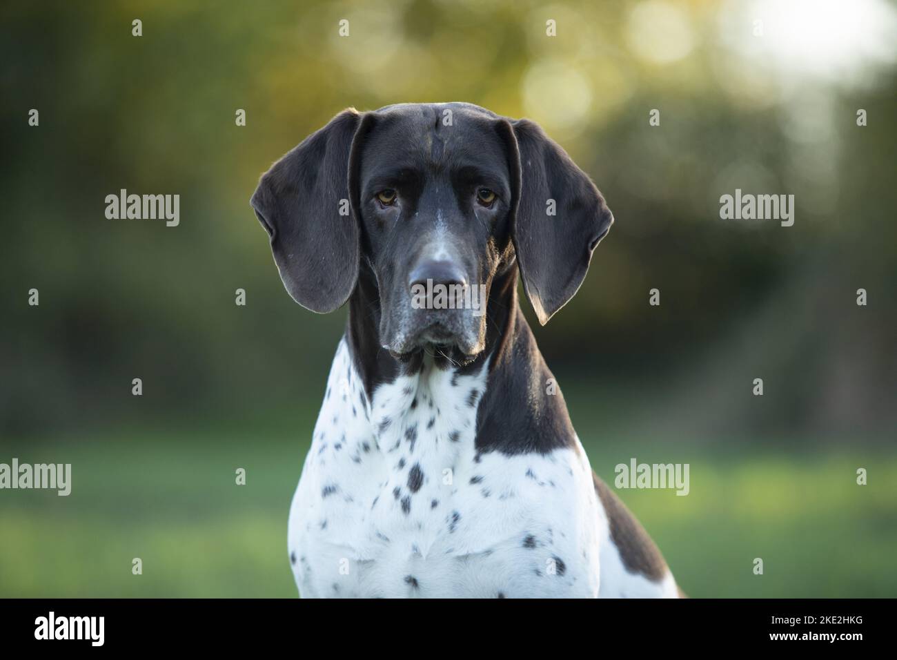 Old danish pointer hi-res stock photography and images - Alamy