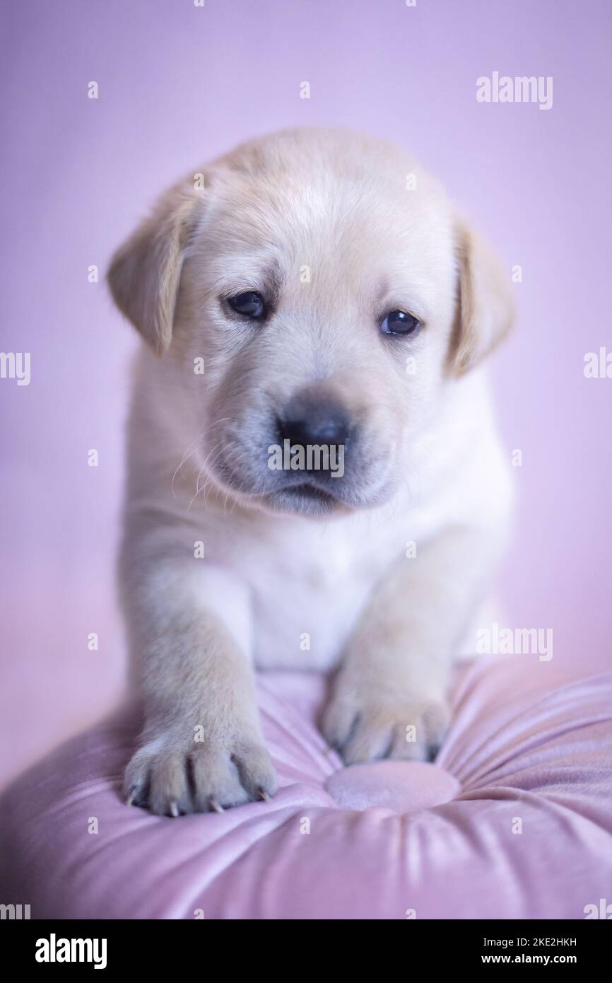 Labrador Retrievern Puppy Stock Photo - Alamy
