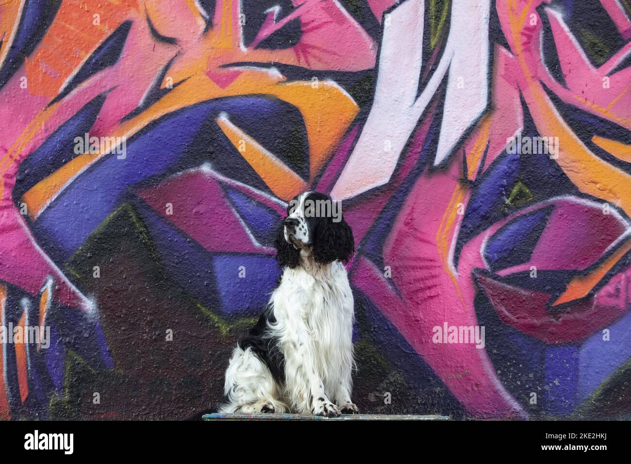 sitting English Springer Spaniel Stock Photo - Alamy
