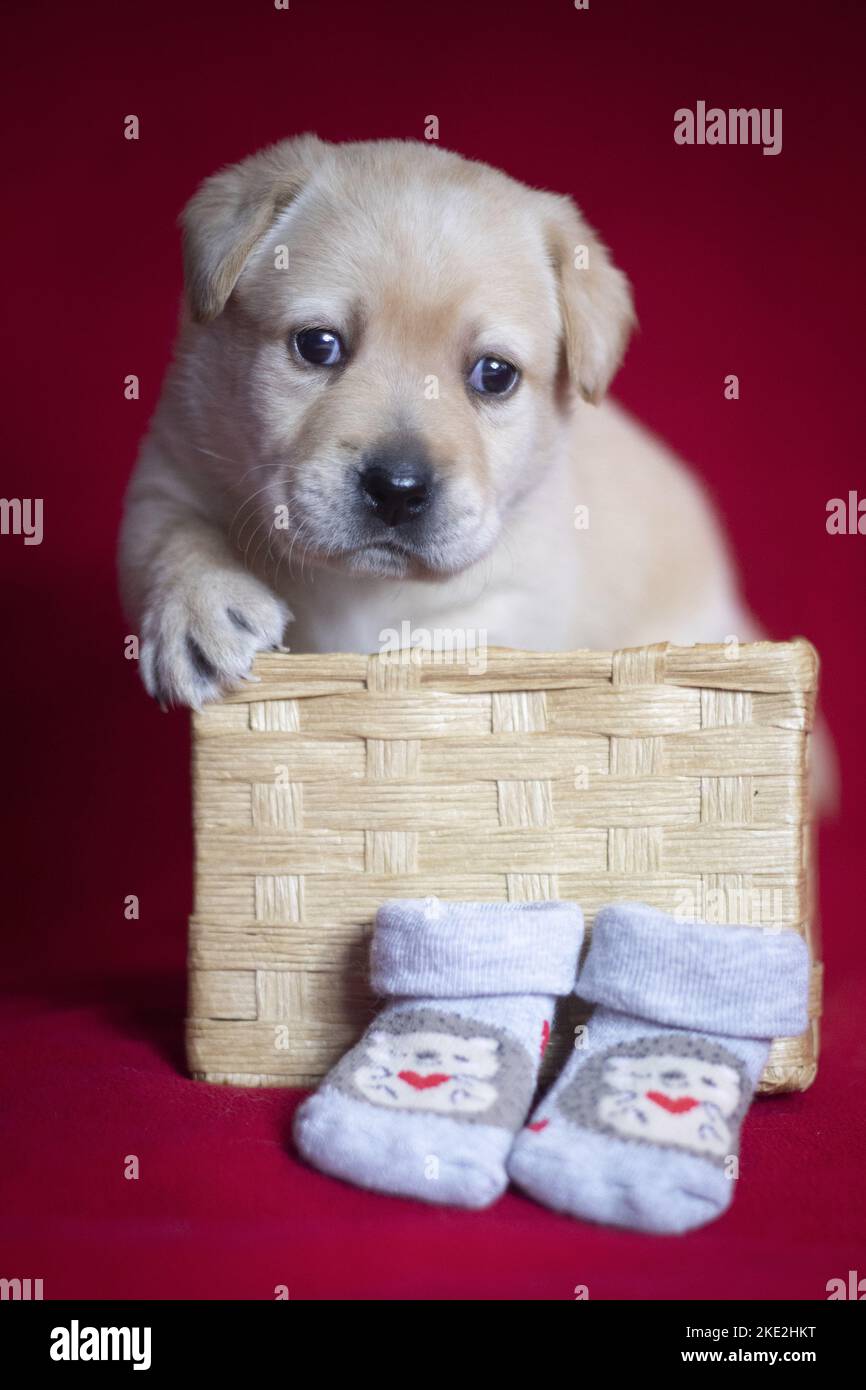 Labrador Retrievern Puppy Stock Photo - Alamy