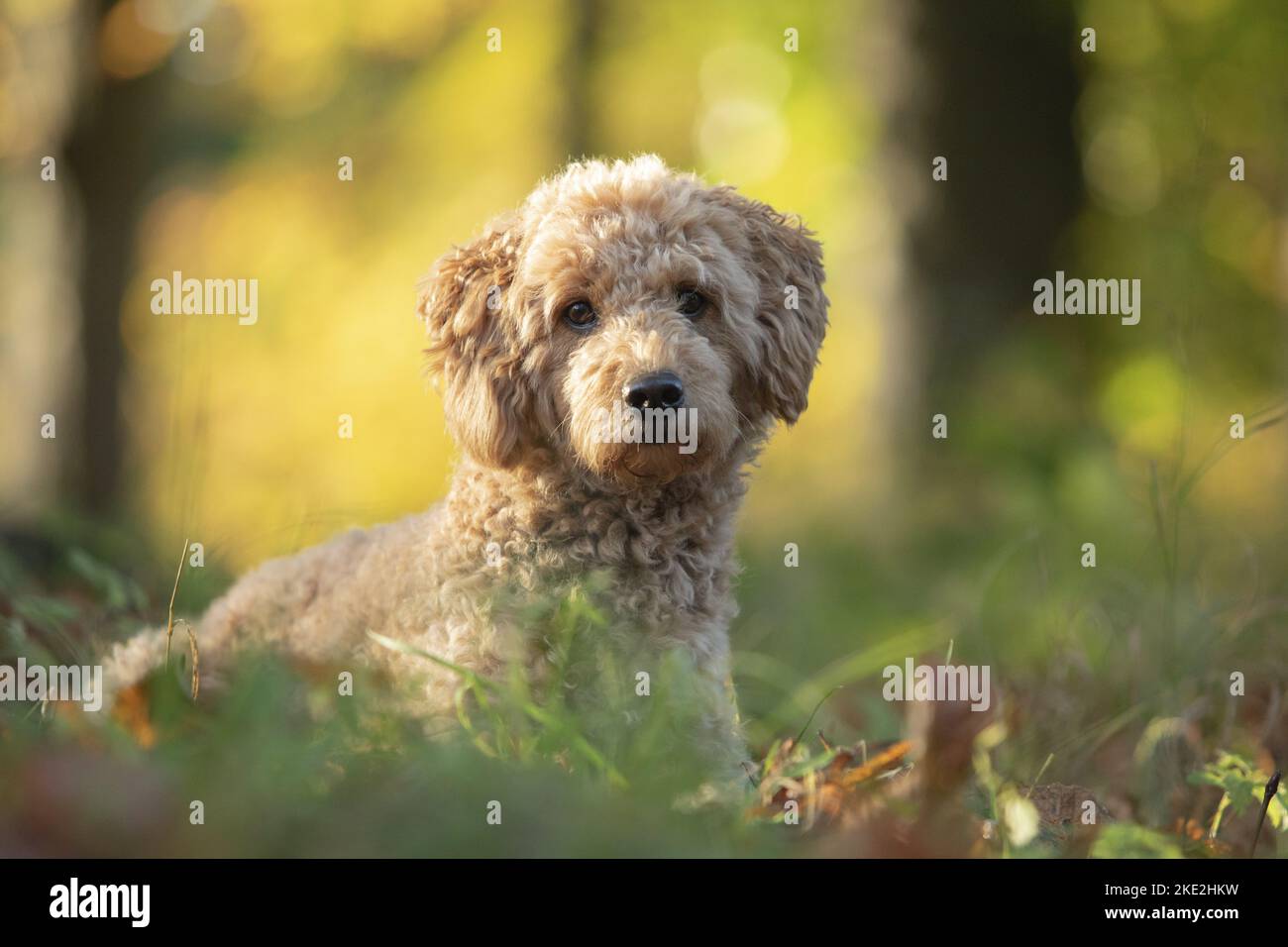 Apricot labradoodle hi-res stock photography and images - Alamy
