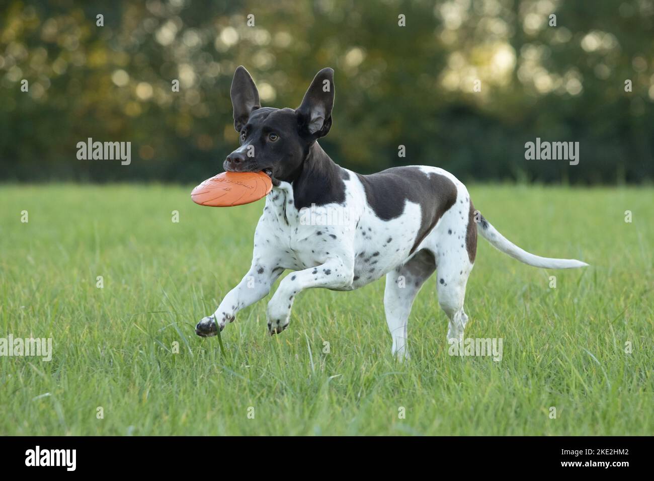 running Old Danish Pointer Stock Photo - Alamy