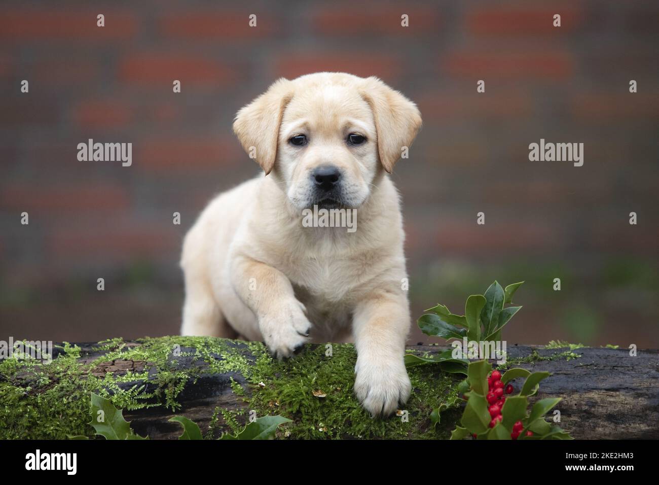Yellow labrador retriever 1 month hi-res stock photography and images ...