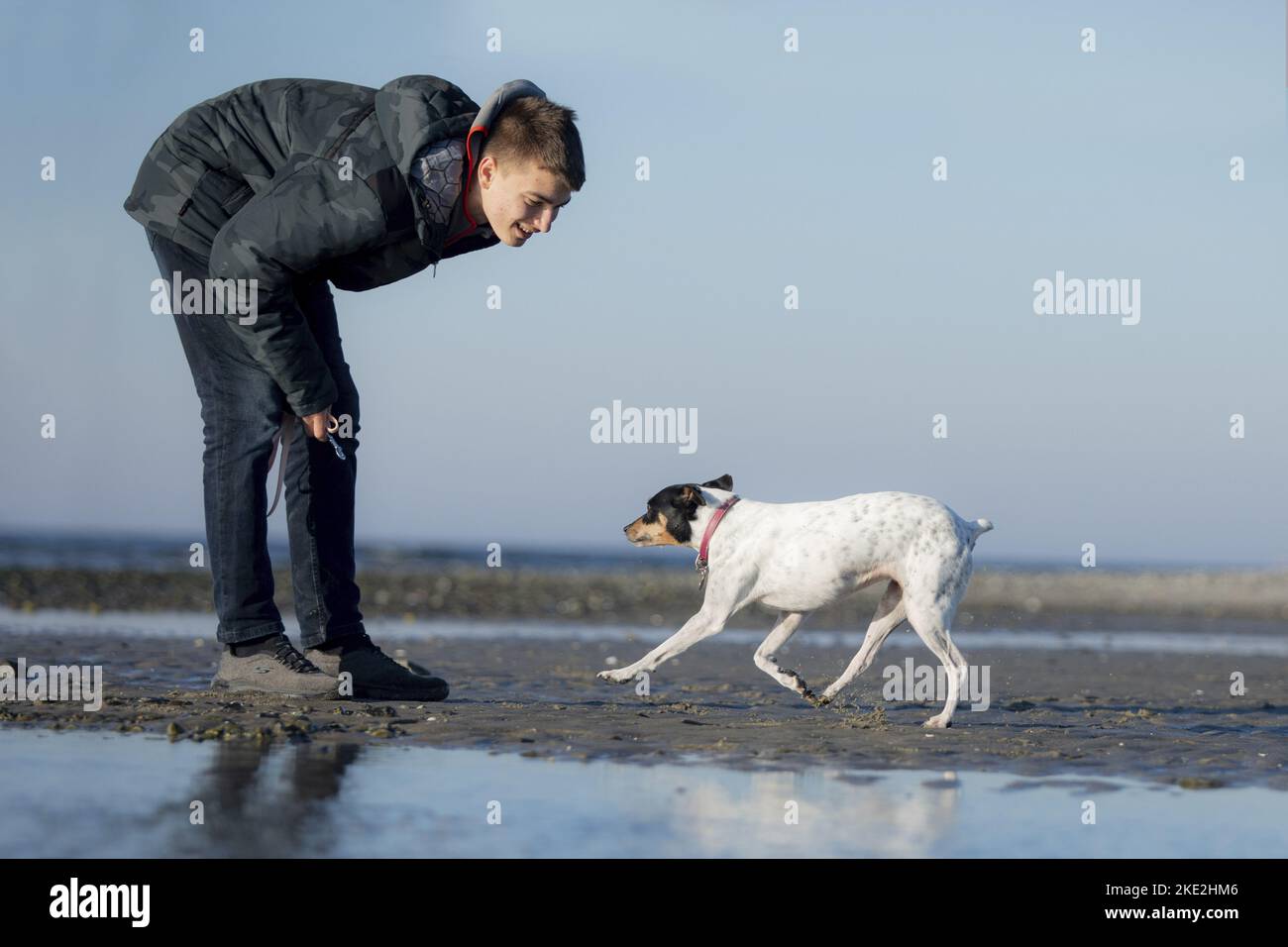 adult Ratonero Bodeguero Andaluz Stock Photo - Alamy