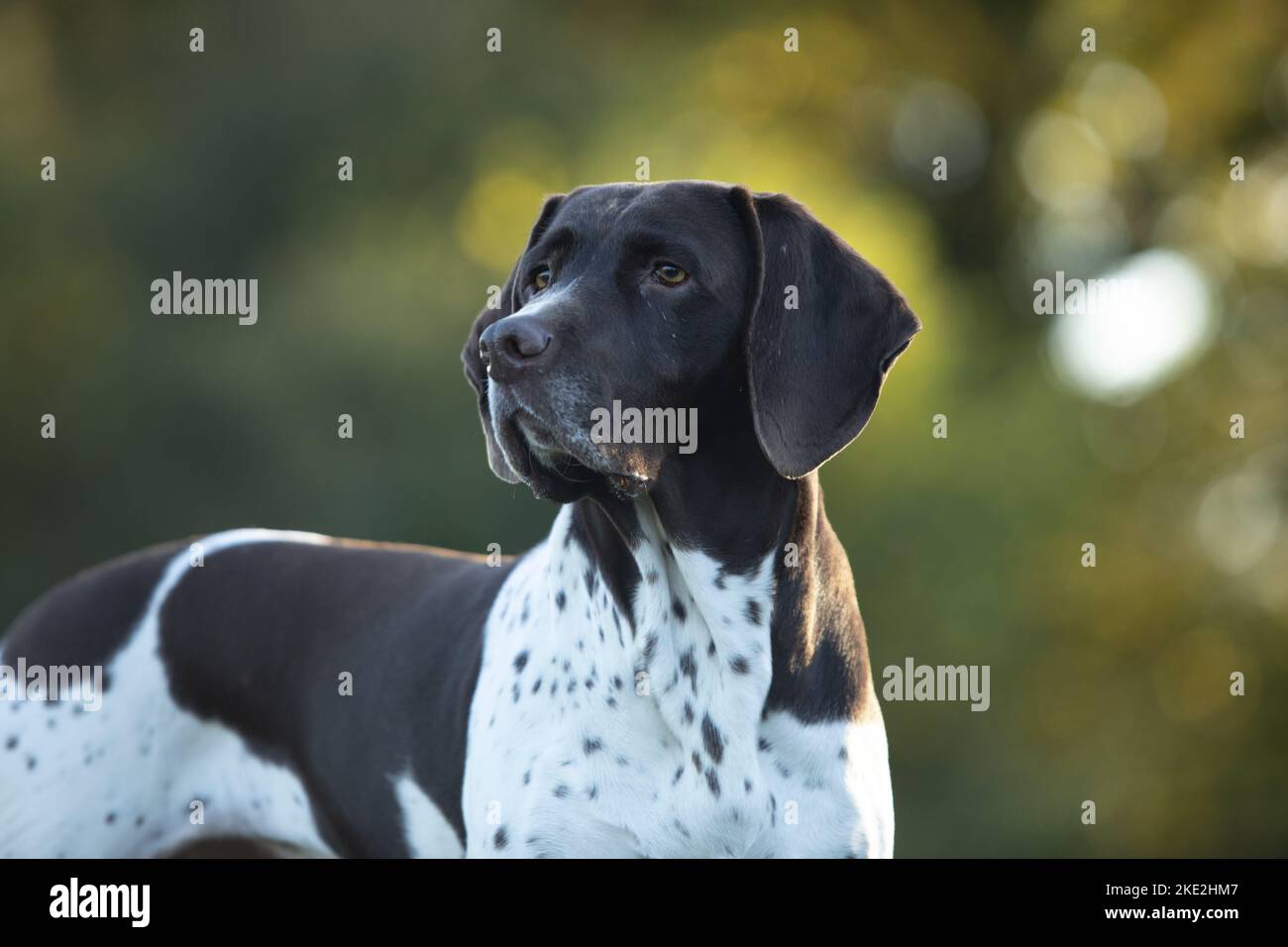 Old Danish Pointer Portrait Stock Photo - Alamy