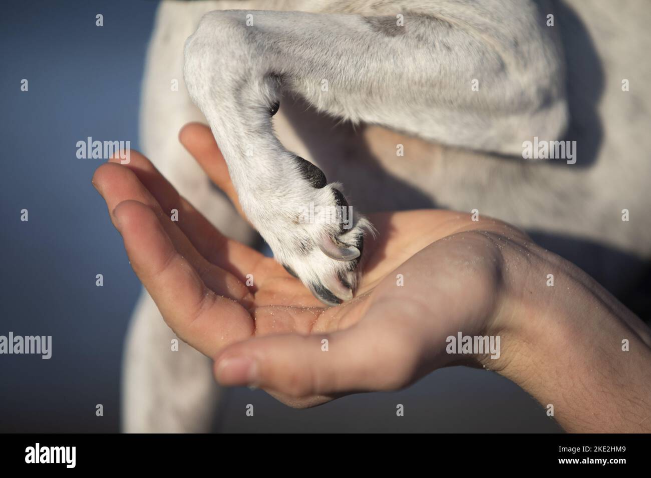 Human sized mouse hi-res stock photography and images - Alamy