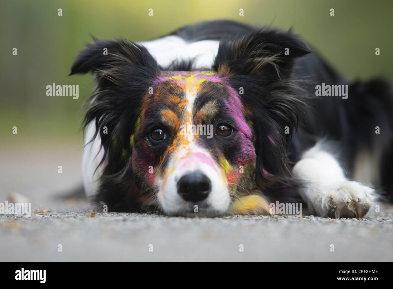 tricolored Border Collie Stock Photo - Alamy