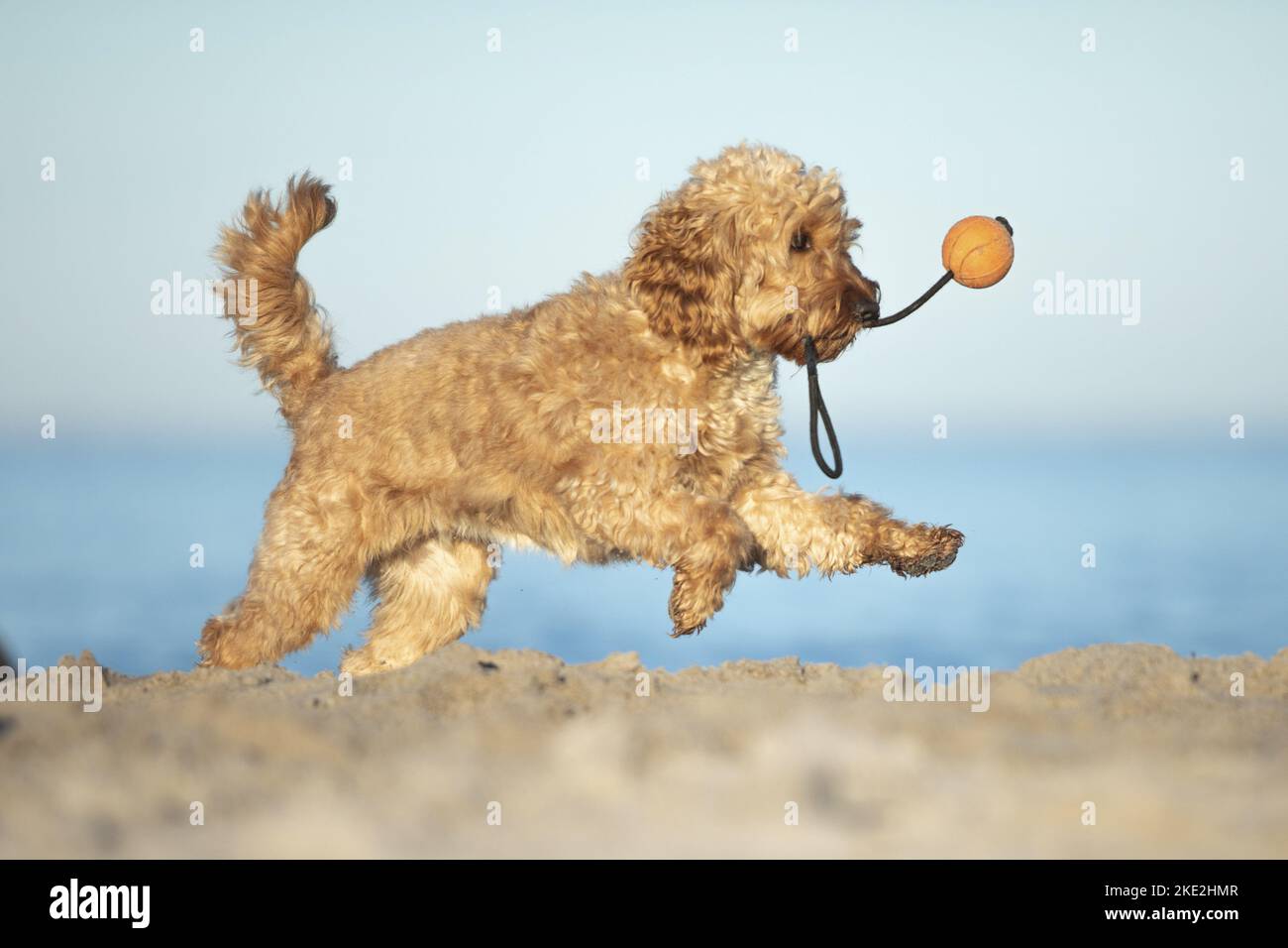 Cockerpoo at the beach hi-res stock photography and images - Alamy