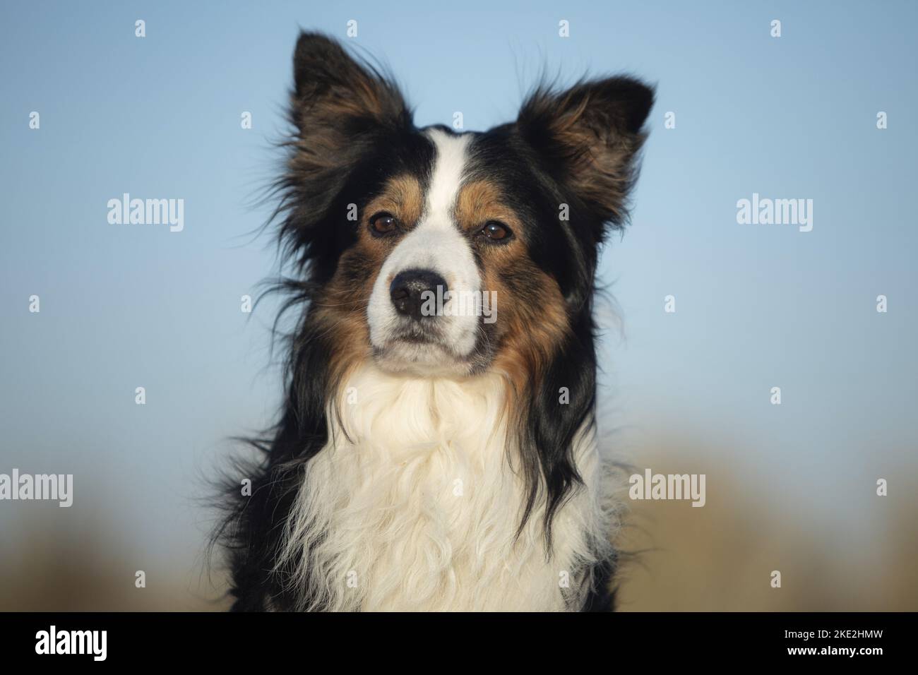 tricolored Border Collie Stock Photo - Alamy