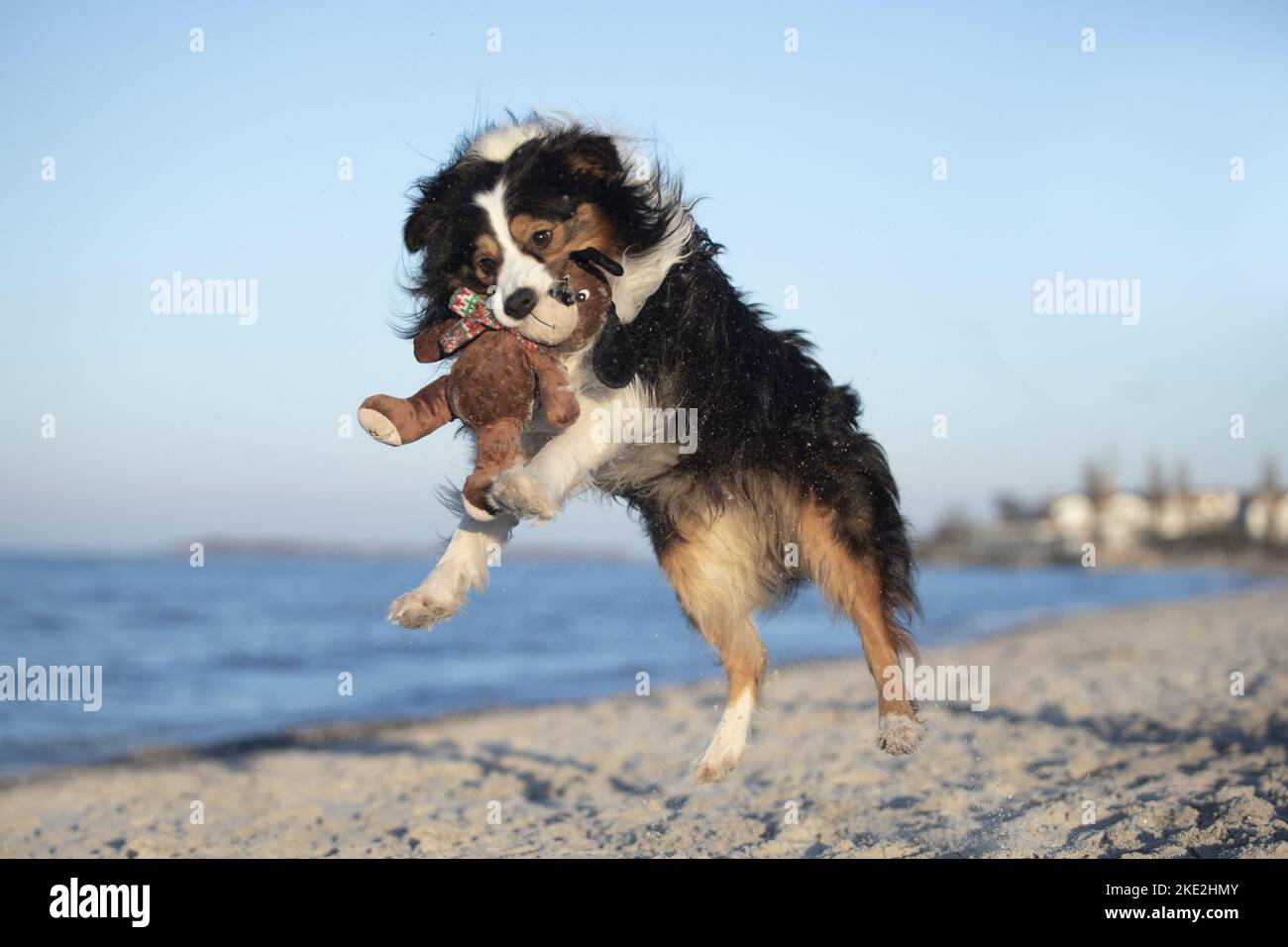 tricolored Border Collie Stock Photo - Alamy