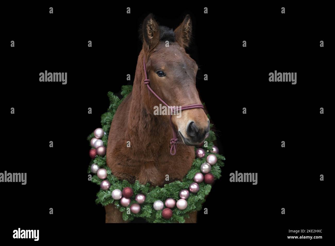 Noriker horses hi-res stock photography and images - Alamy