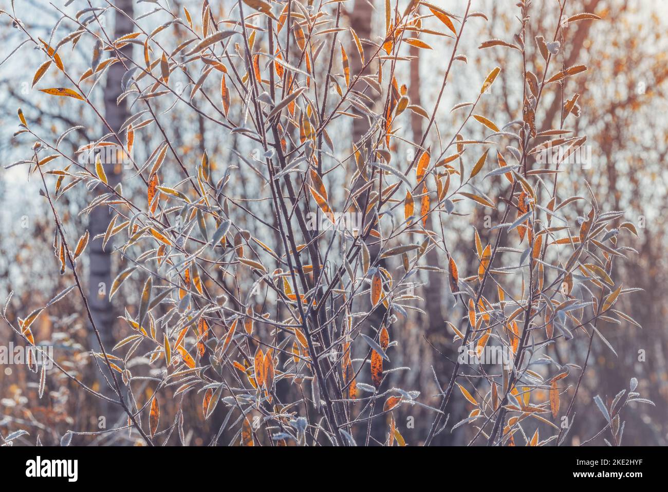 Frozen branches under the frost at cold autumn morning Stock Photo - Alamy
