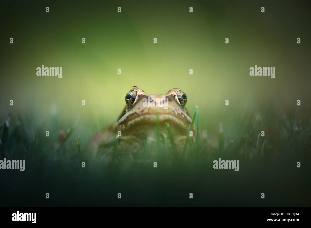 Grassland frogs hi-res stock photography and images - Alamy