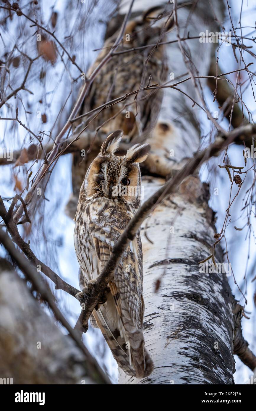 Abyssinian owl hi-res stock photography and images - Alamy