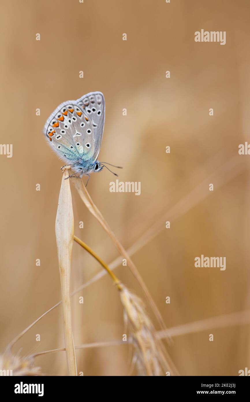 Gossamer winged butterfly hi-res stock photography and images - Alamy