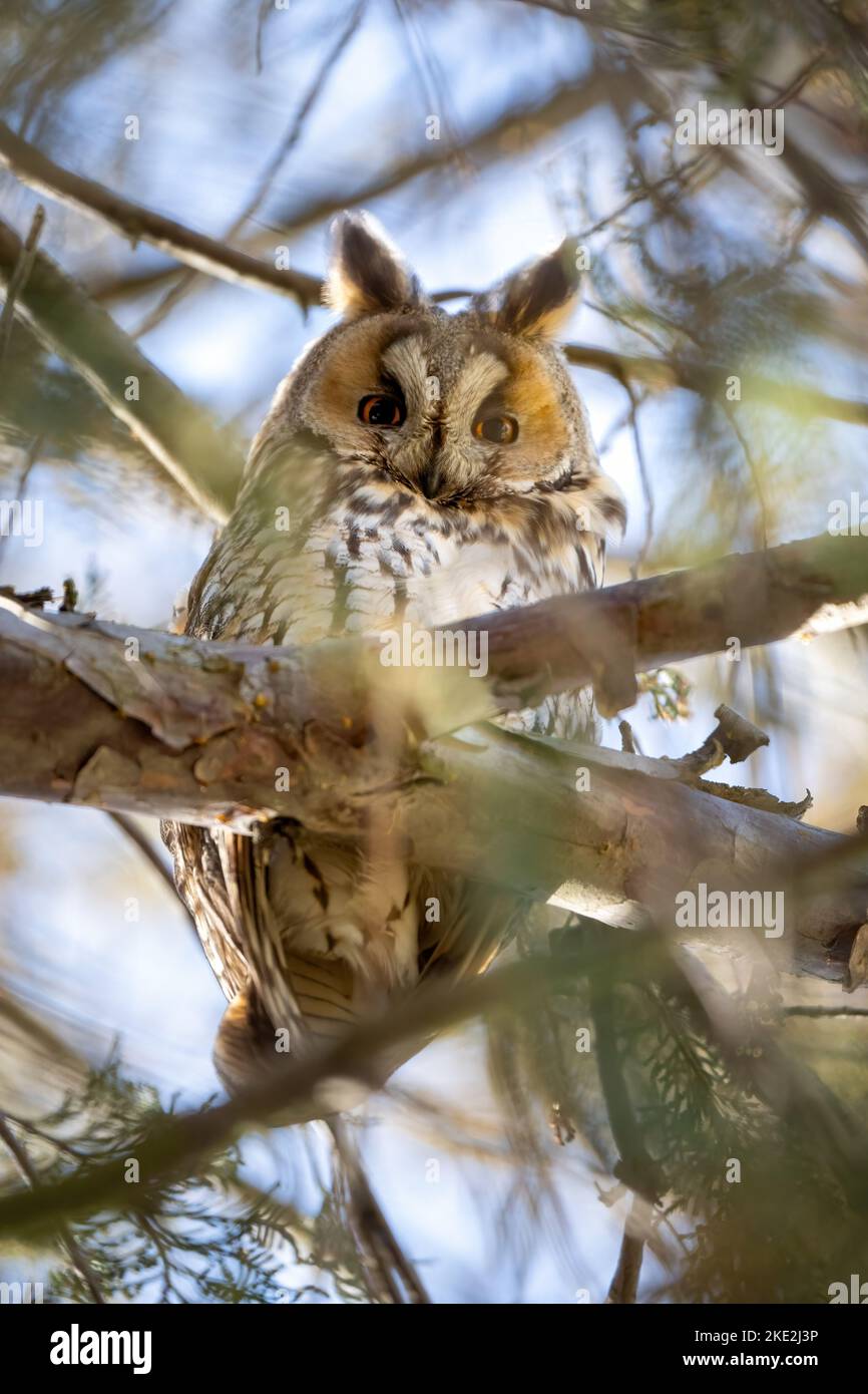 Abyssinian owl hi-res stock photography and images - Alamy