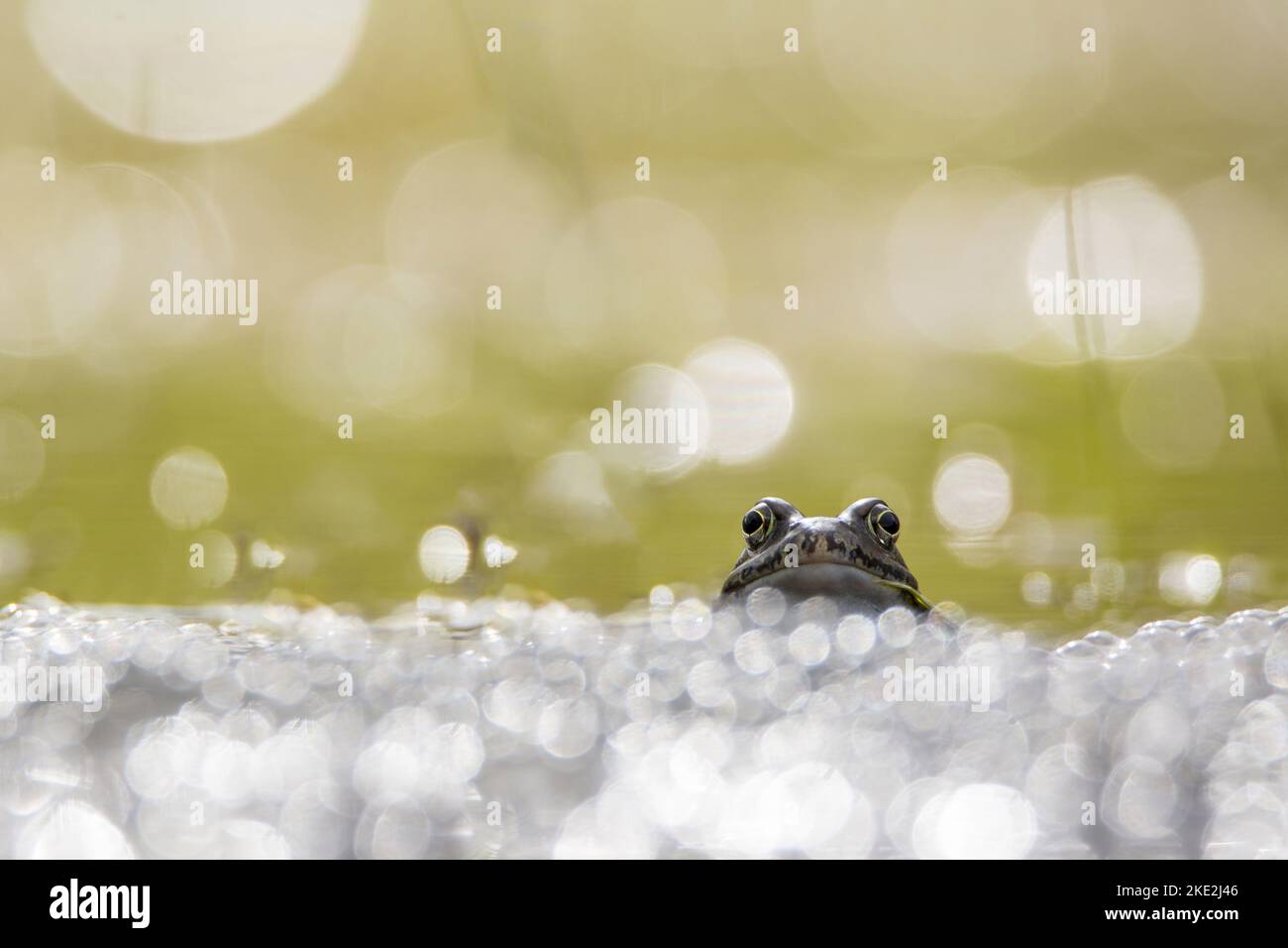 Frog eye lights hi-res stock photography and images - Alamy