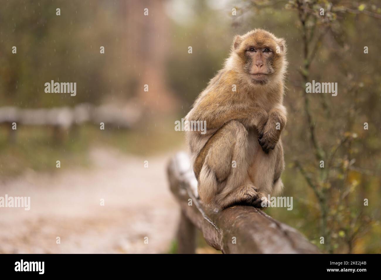 Ape bole hi-res stock photography and images - Alamy