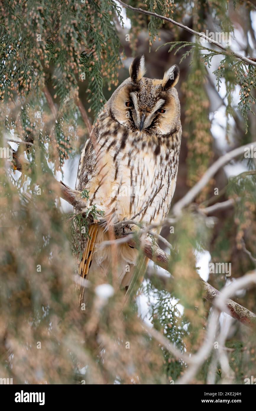 Abyssinian owl hi-res stock photography and images - Alamy