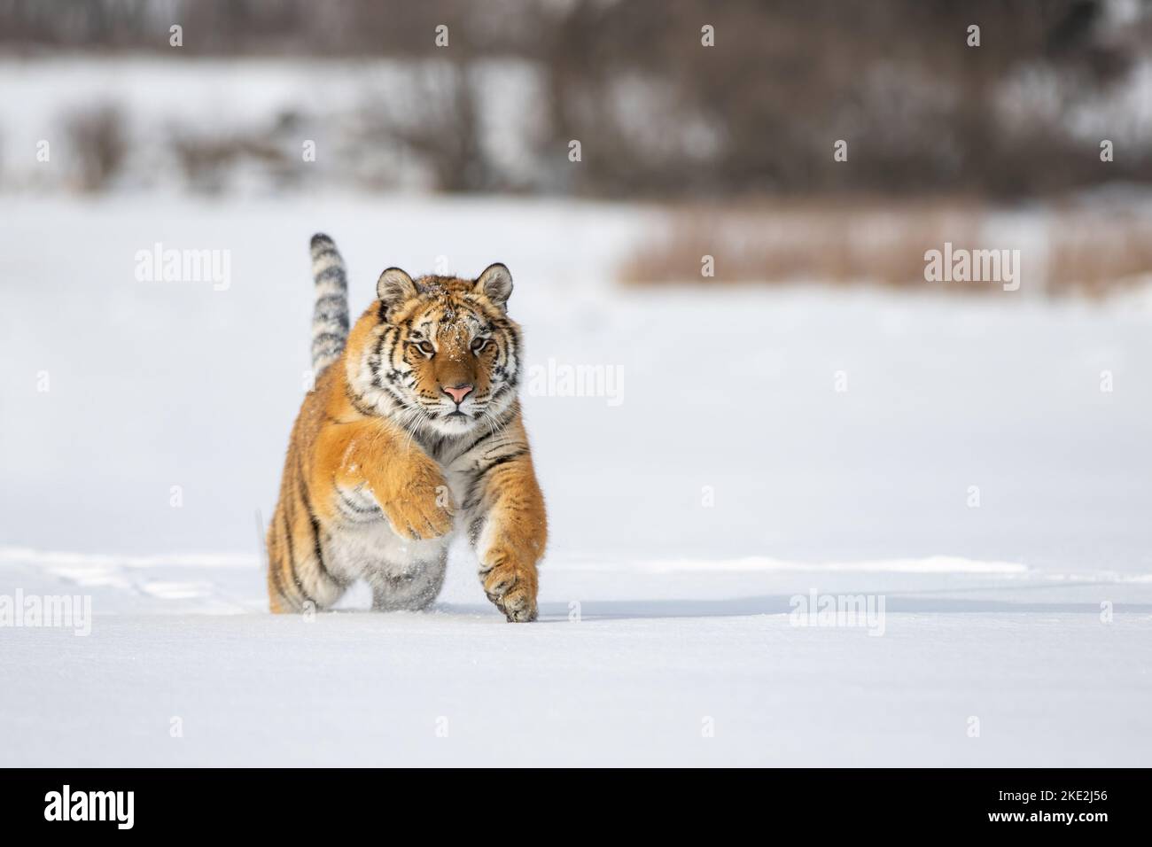 Siberian tiger walks through the snow Stock Photo - Alamy