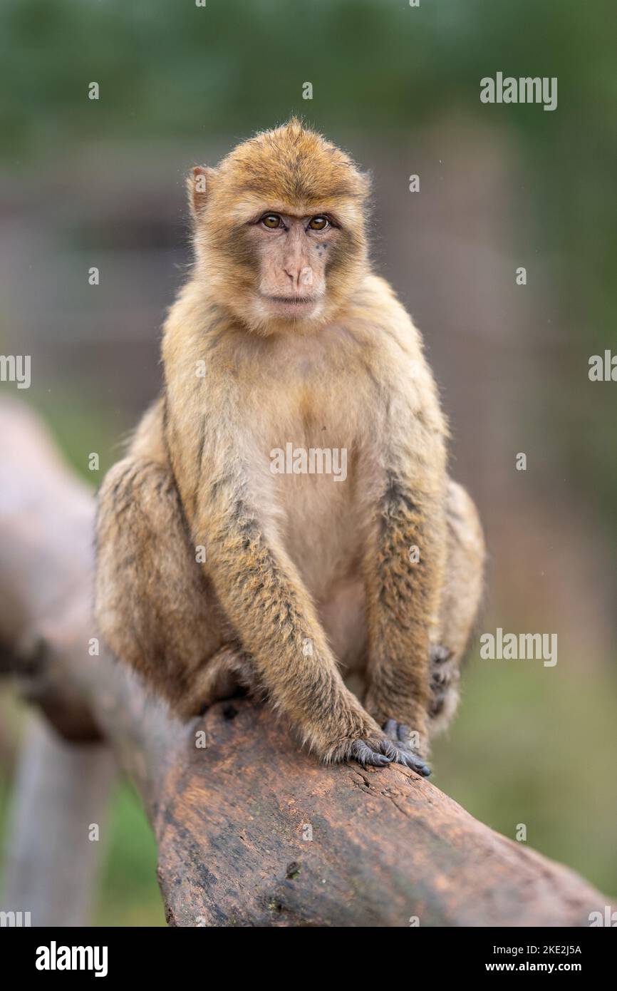 Ape bole hi-res stock photography and images - Alamy