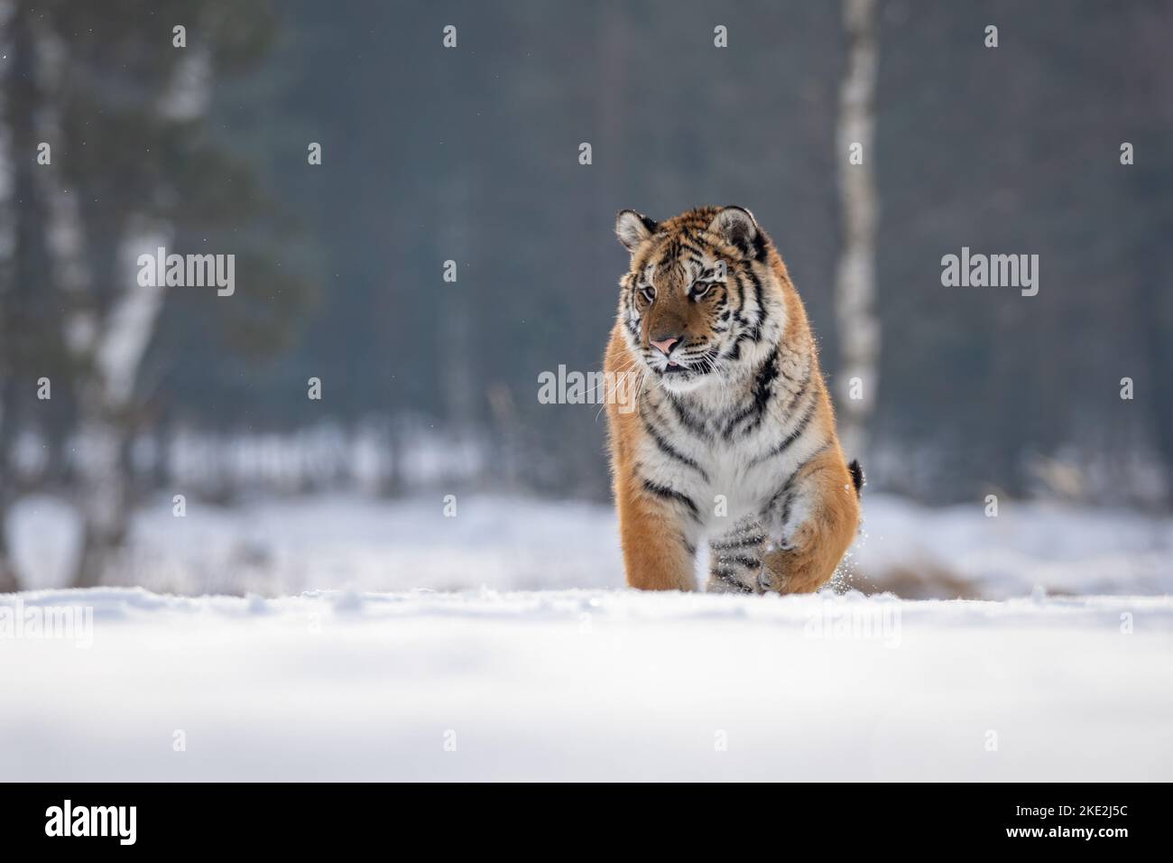 Siberian tiger walks through the snow Stock Photo - Alamy