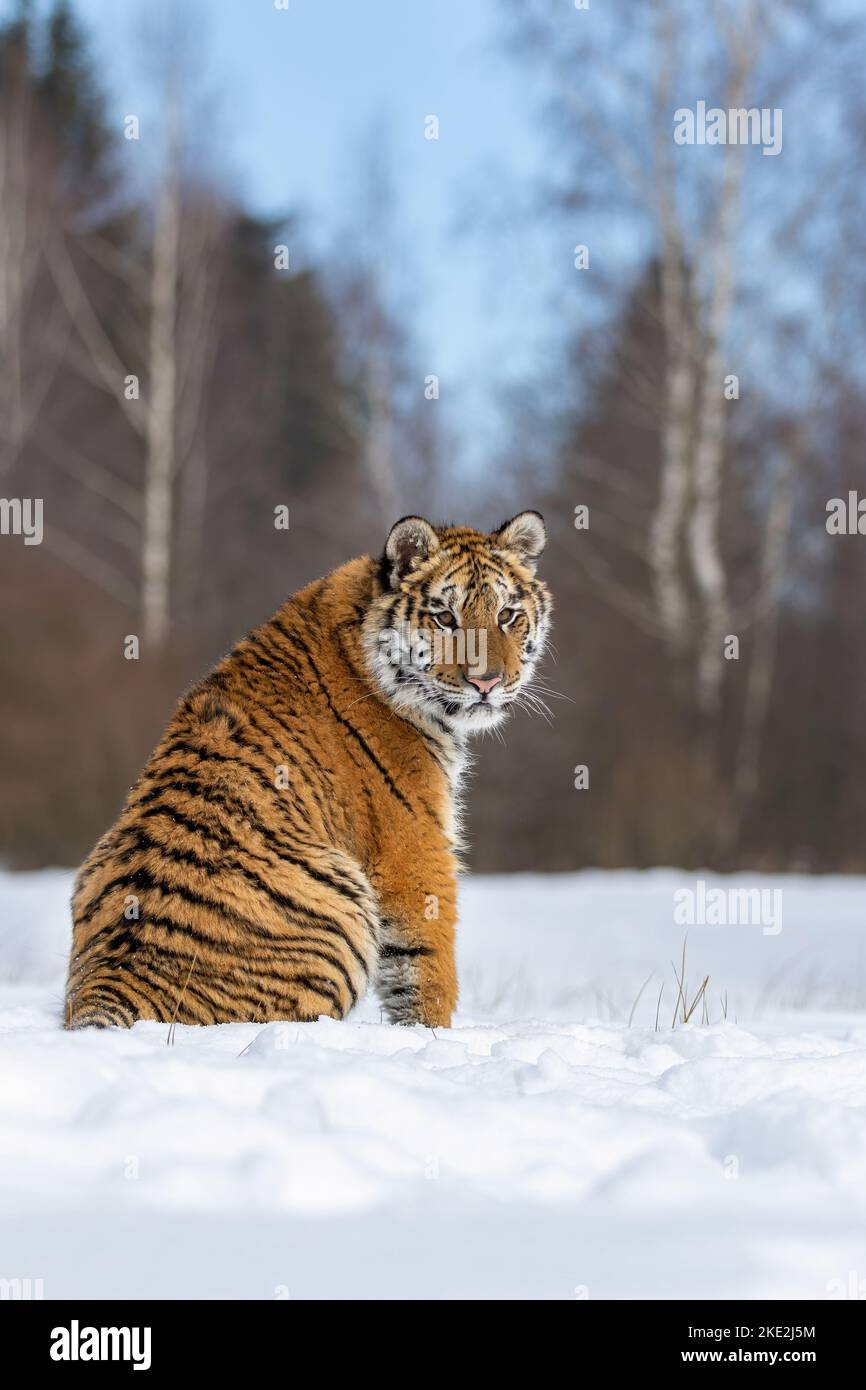 Siberian Tiger sits in the snow Stock Photo - Alamy