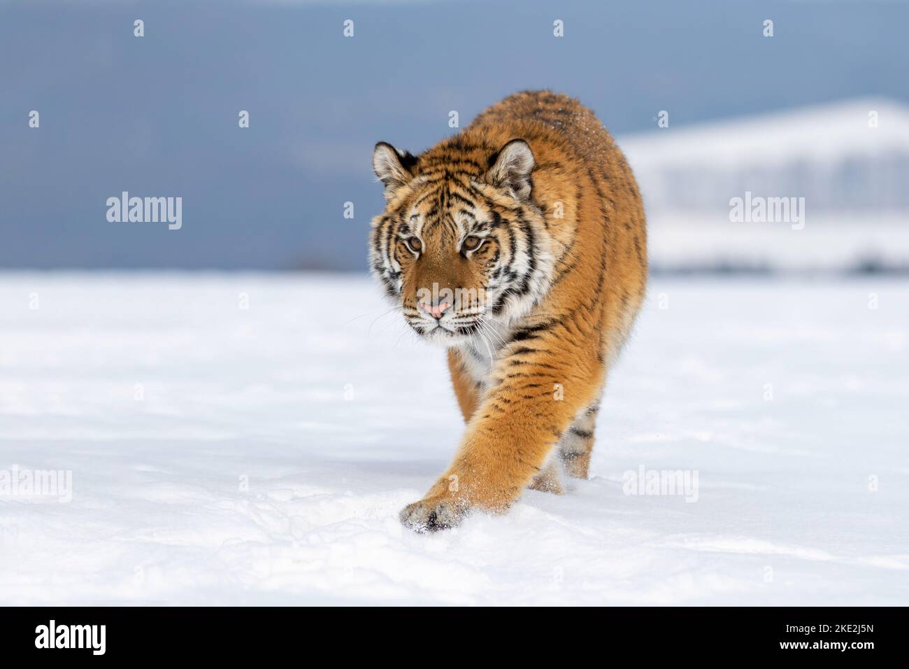 Siberian tiger walks through the snow Stock Photo - Alamy