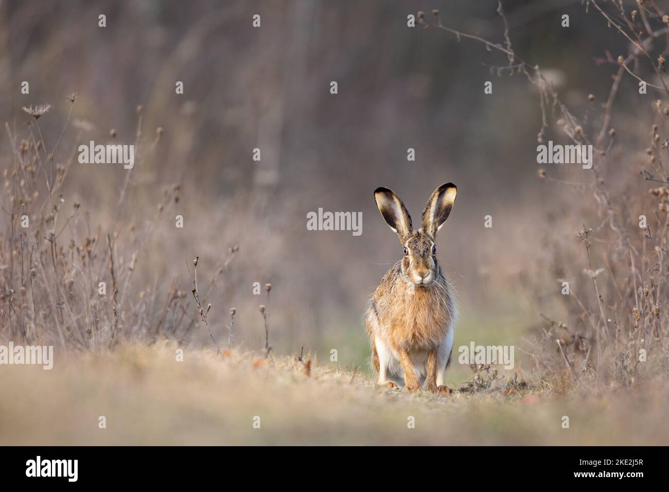 Hare greenfield hi-res stock photography and images - Alamy