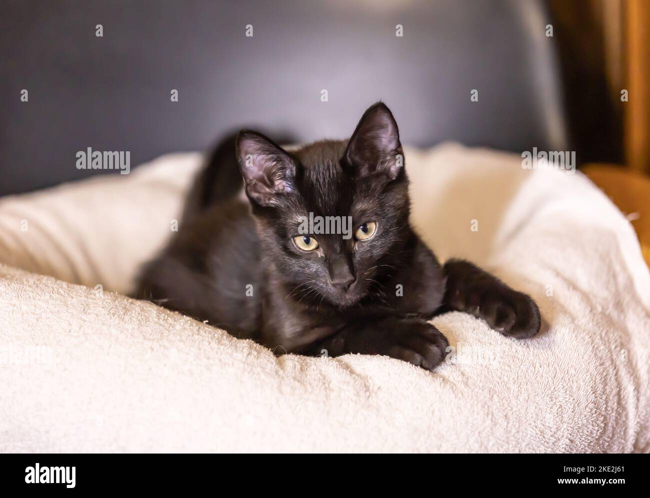 Portrait from beautiful black baby Kitten Stock Photo - Alamy