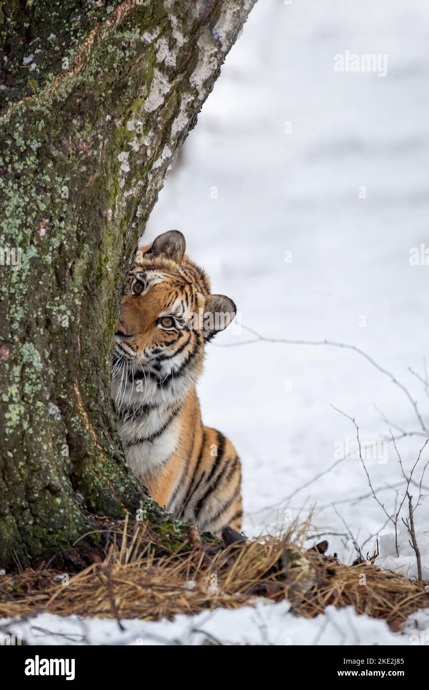 Tiger sniffing tree hi-res stock photography and images - Alamy