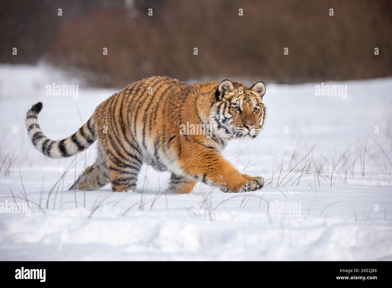 Side view siberian tiger running hi-res stock photography and images ...