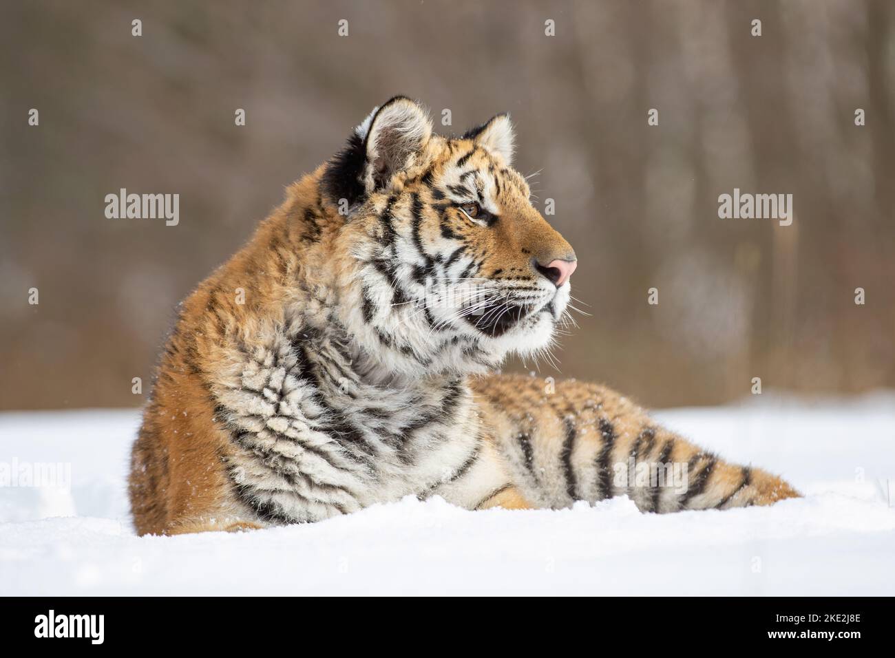 Siberian tiger lies in the snow Stock Photo - Alamy